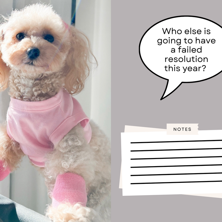 Products – noodlesthepooch